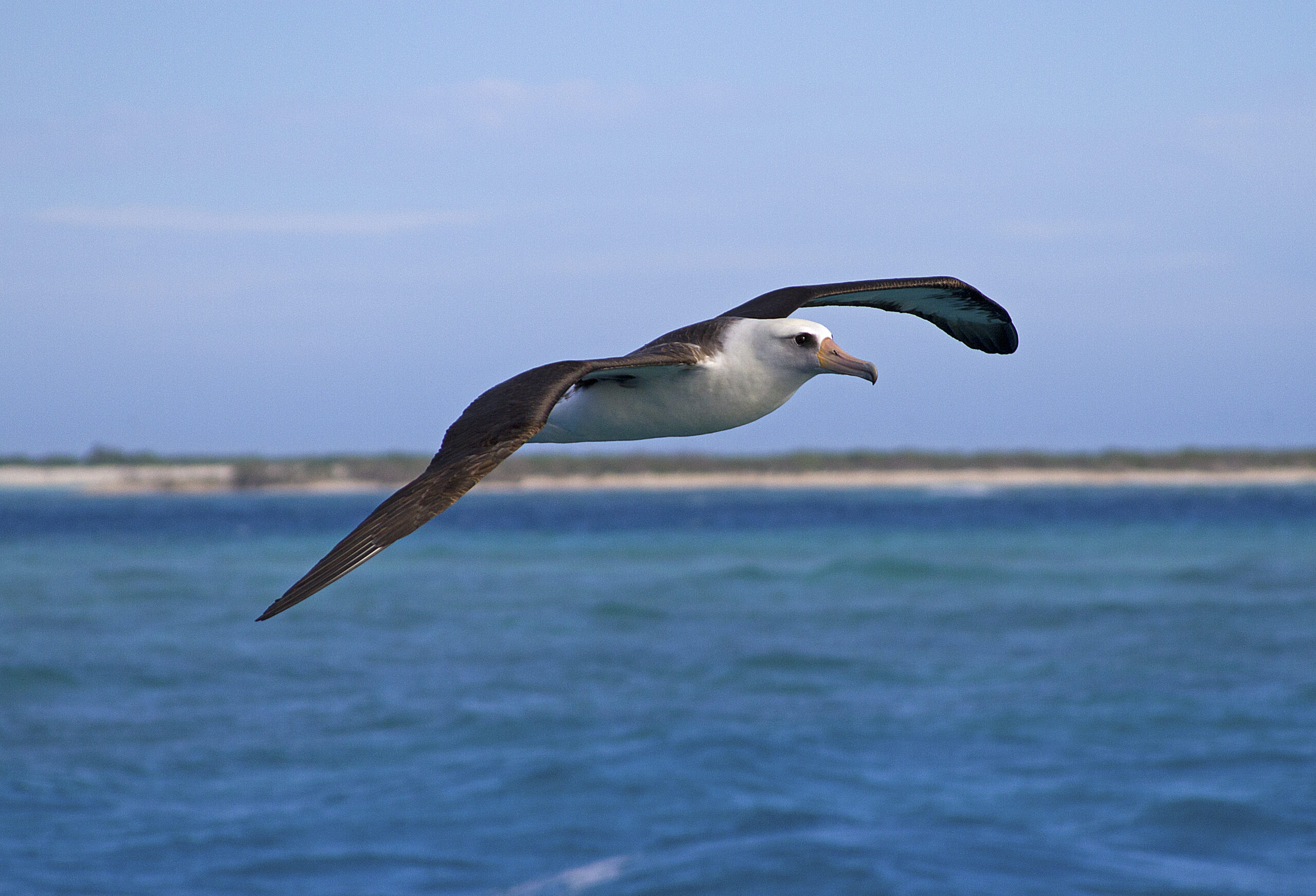 Friends of Midway Atoll | Preserving, protecting, and restoring the ...